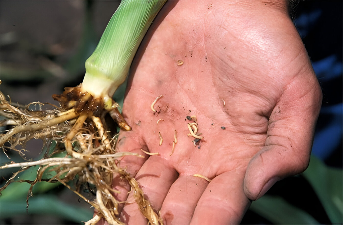 Be aware of corn rootworm damage